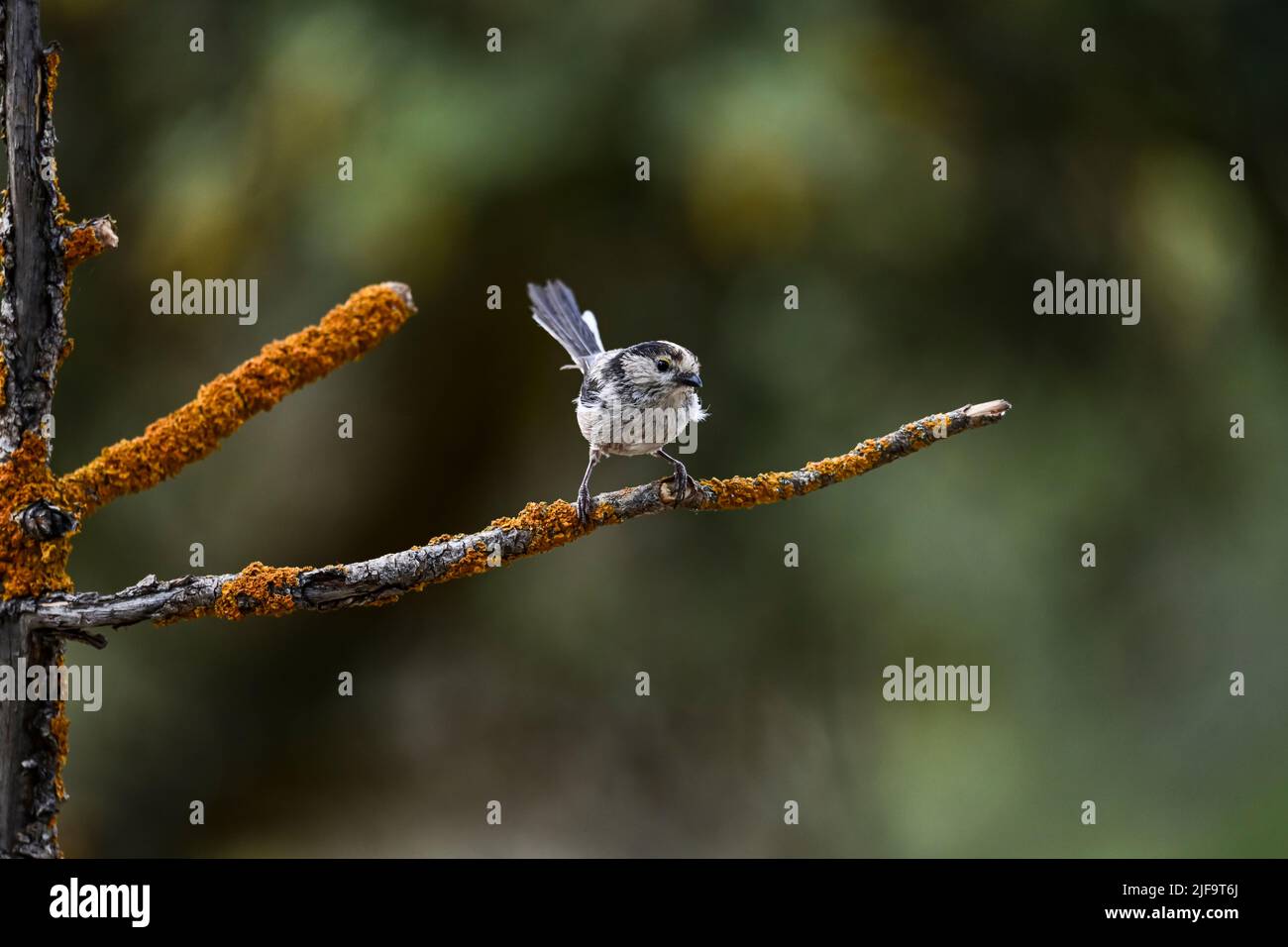Aegithalos caudatus - The myth is a species of passerine bird in the ...