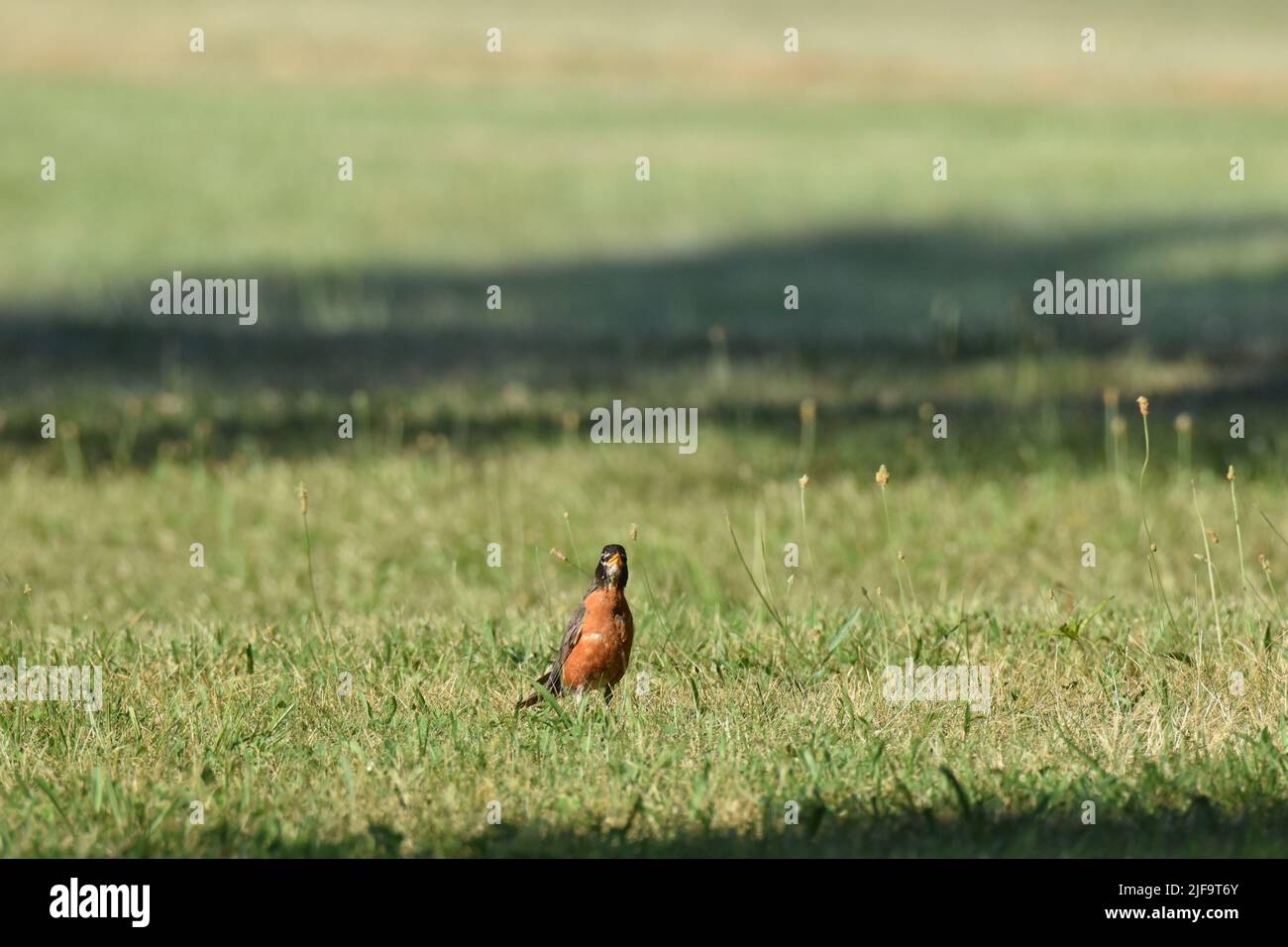 American robin on grass hi-res stock photography and images - Alamy