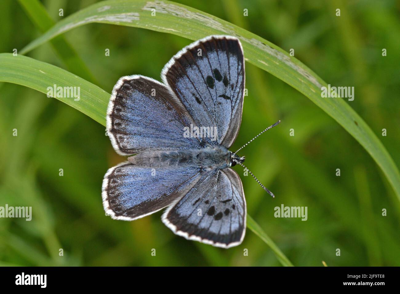 Female Large Blue butterfly, very rare, Daneway Banks, Gloucestershire ...