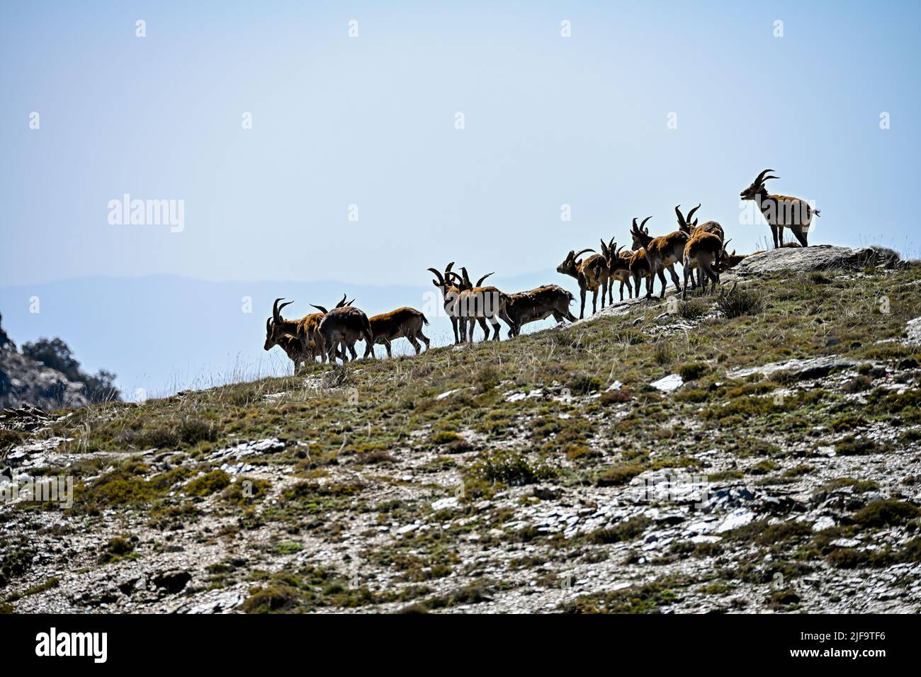 The Iberian ibex or ibex is one of the species of bovids of the genus ...