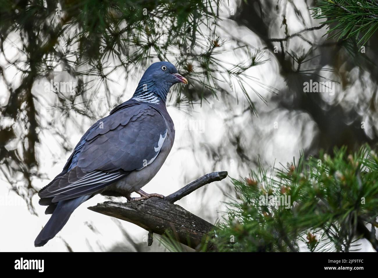 Columba palumbus - The wood pigeon is a species of columbiform bird in ...