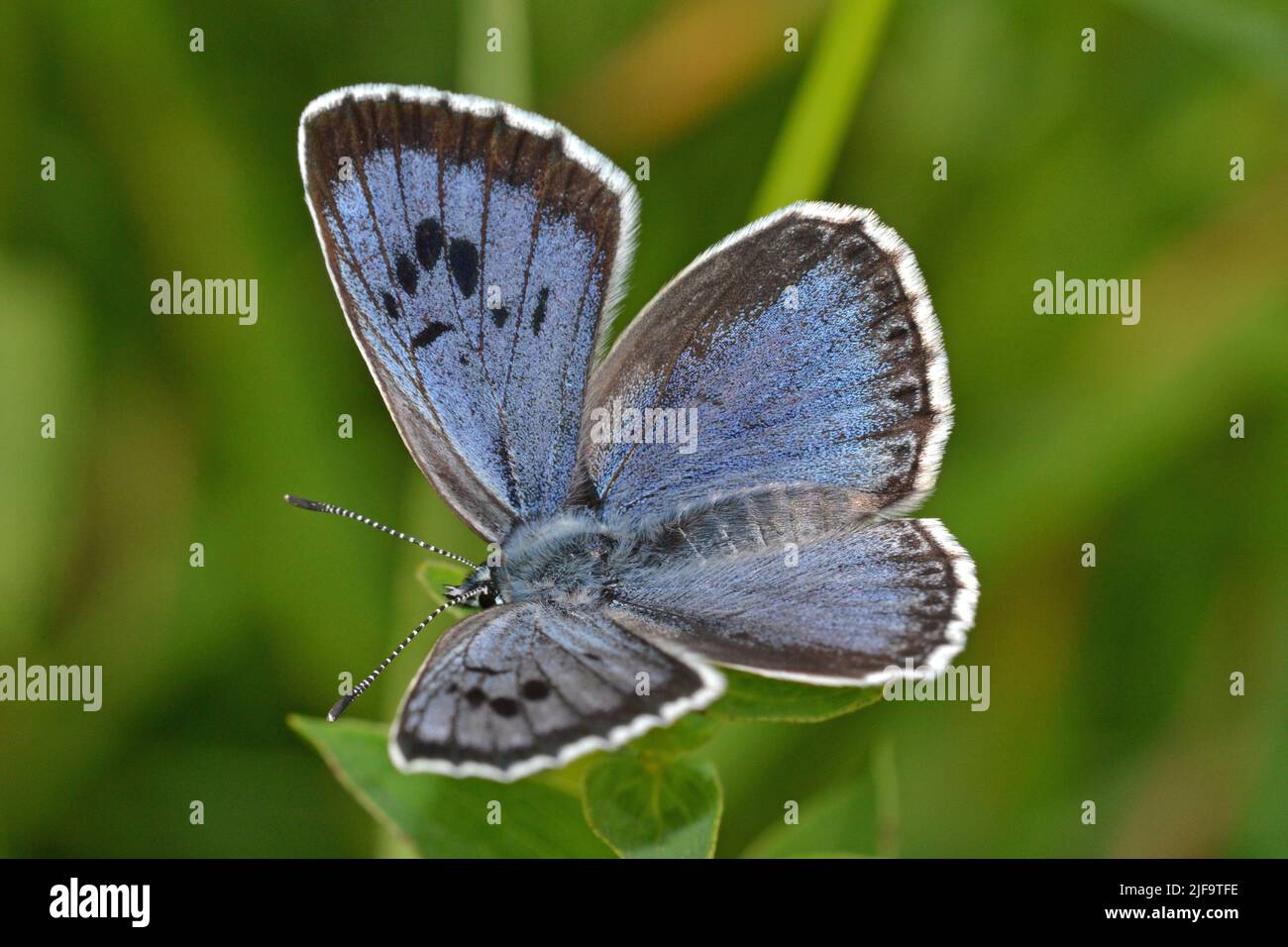 Female Large Blue butterfly, very rare, Daneway Banks, Gloucestershire ...