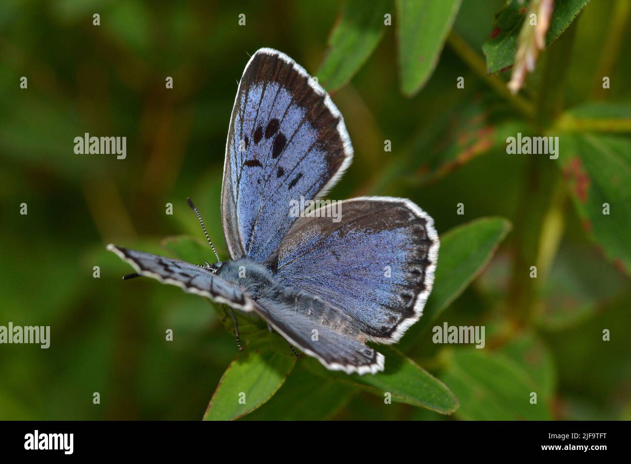 Female Large Blue butterfly, very rare, Daneway Banks, Gloucestershire ...