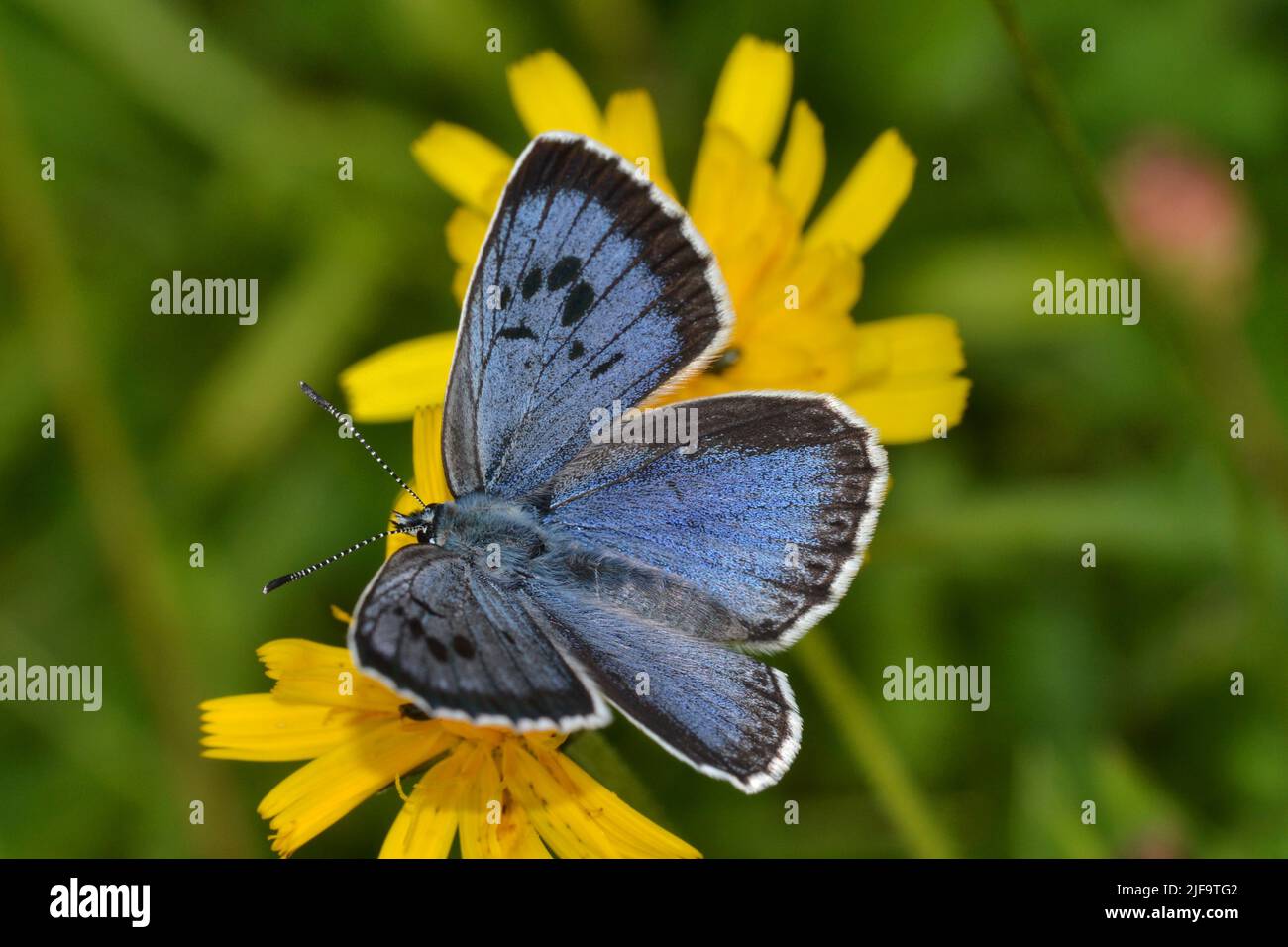 Rare marking butterfly hi-res stock photography and images - Alamy