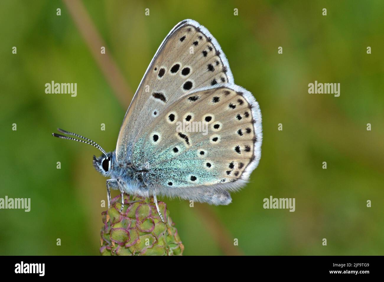 Rare blue butterfly uk hi-res stock photography and images - Alamy