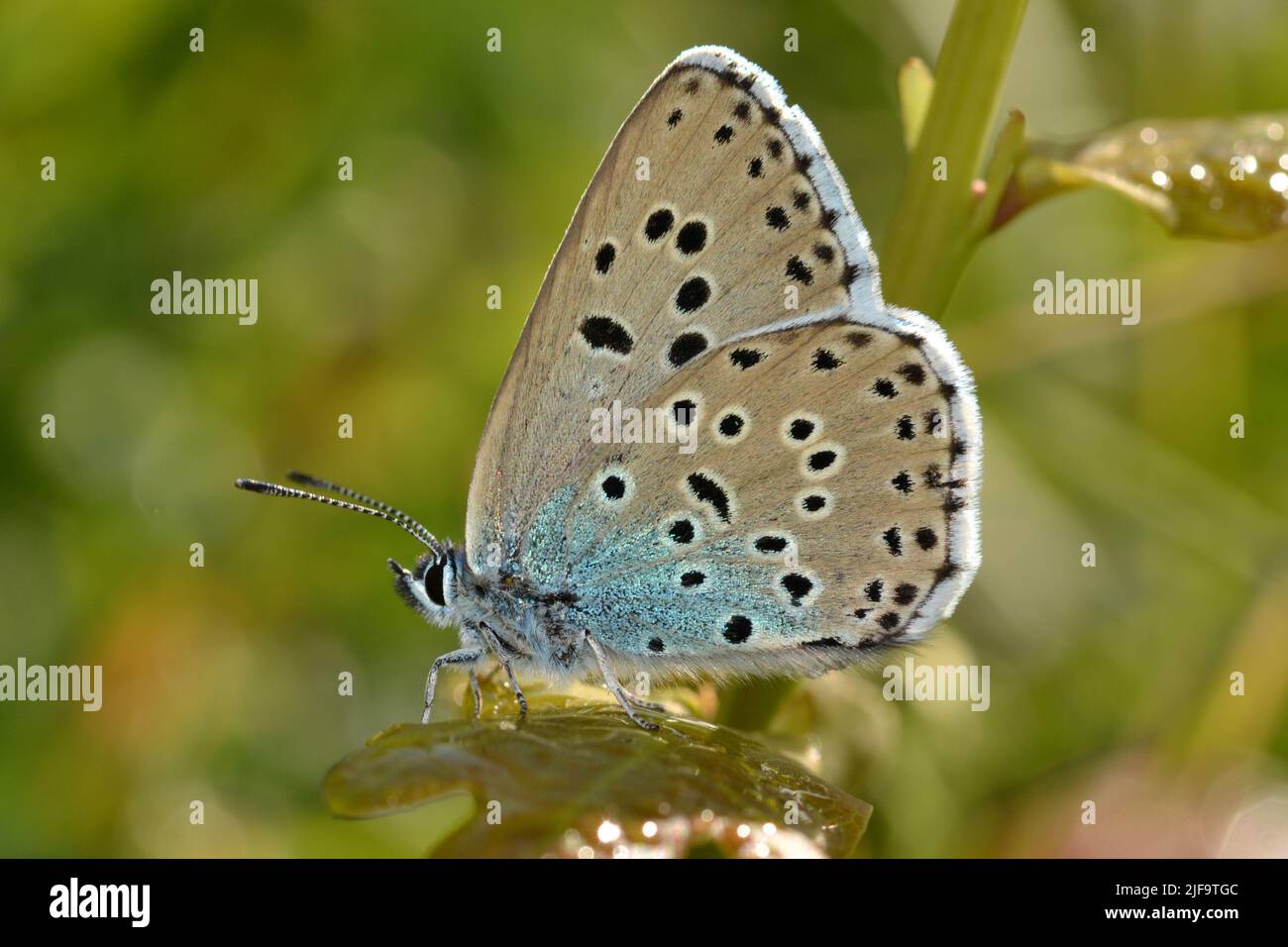 Female Large Blue butterfly, very rare, Daneway Banks, Gloucestershire ...
