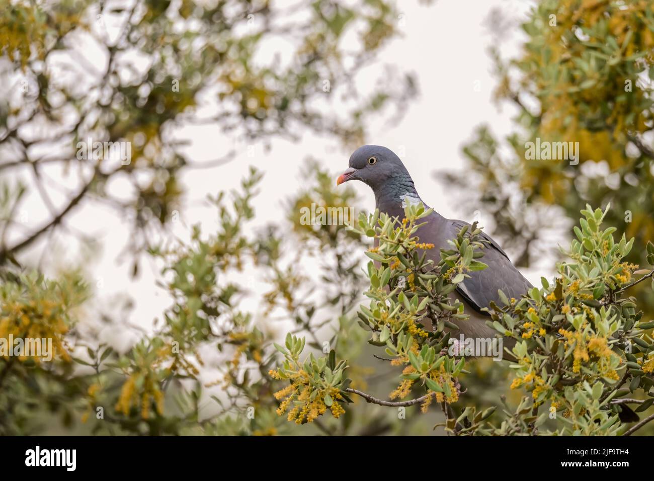 Columba palumbus - The wood pigeon is a species of columbiform bird in ...