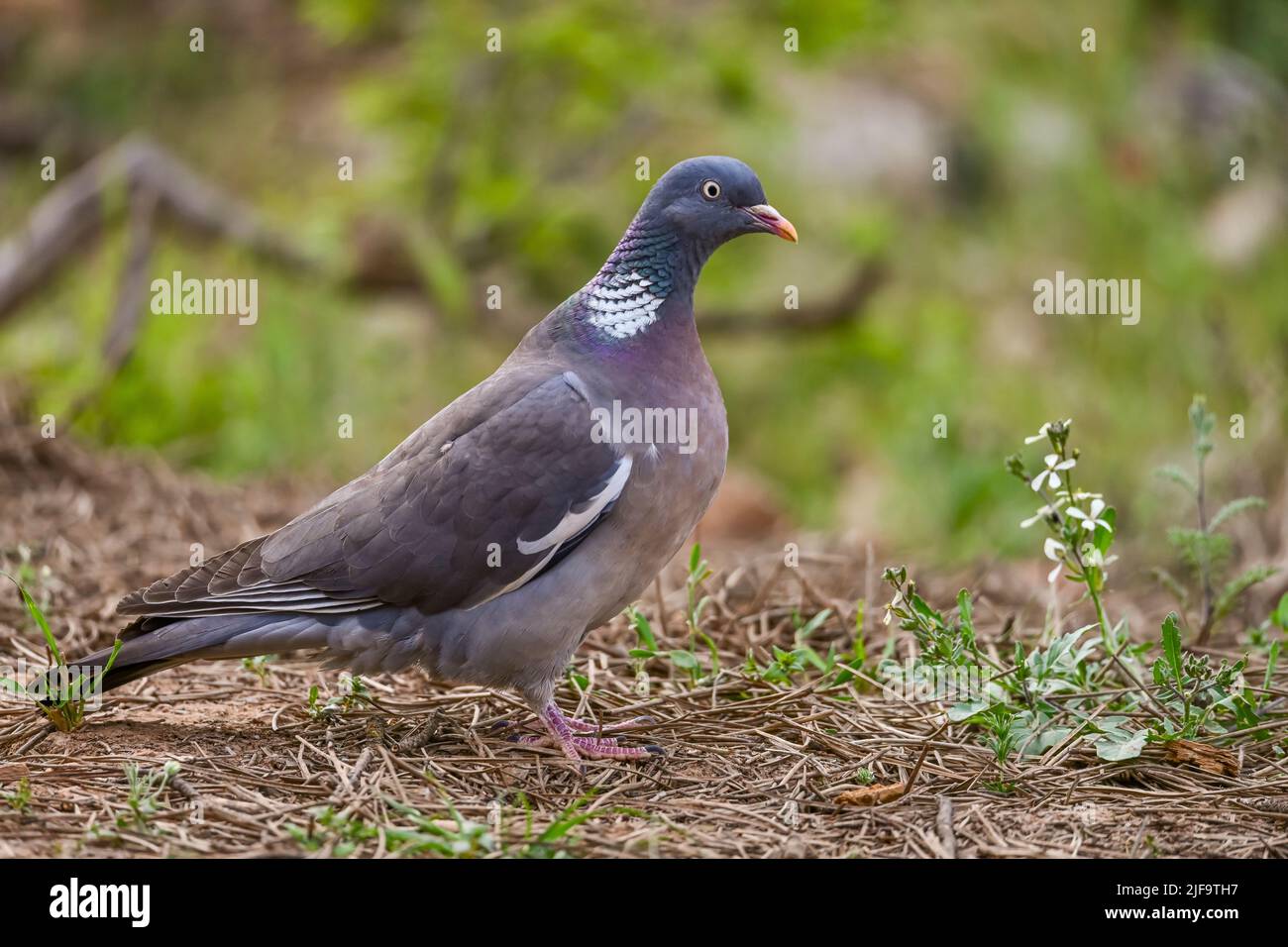 Columba palumbus - The wood pigeon is a species of columbiform bird in ...