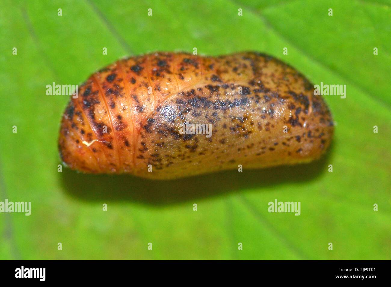 Butterfly chrysalis uk hi-res stock photography and images - Alamy
