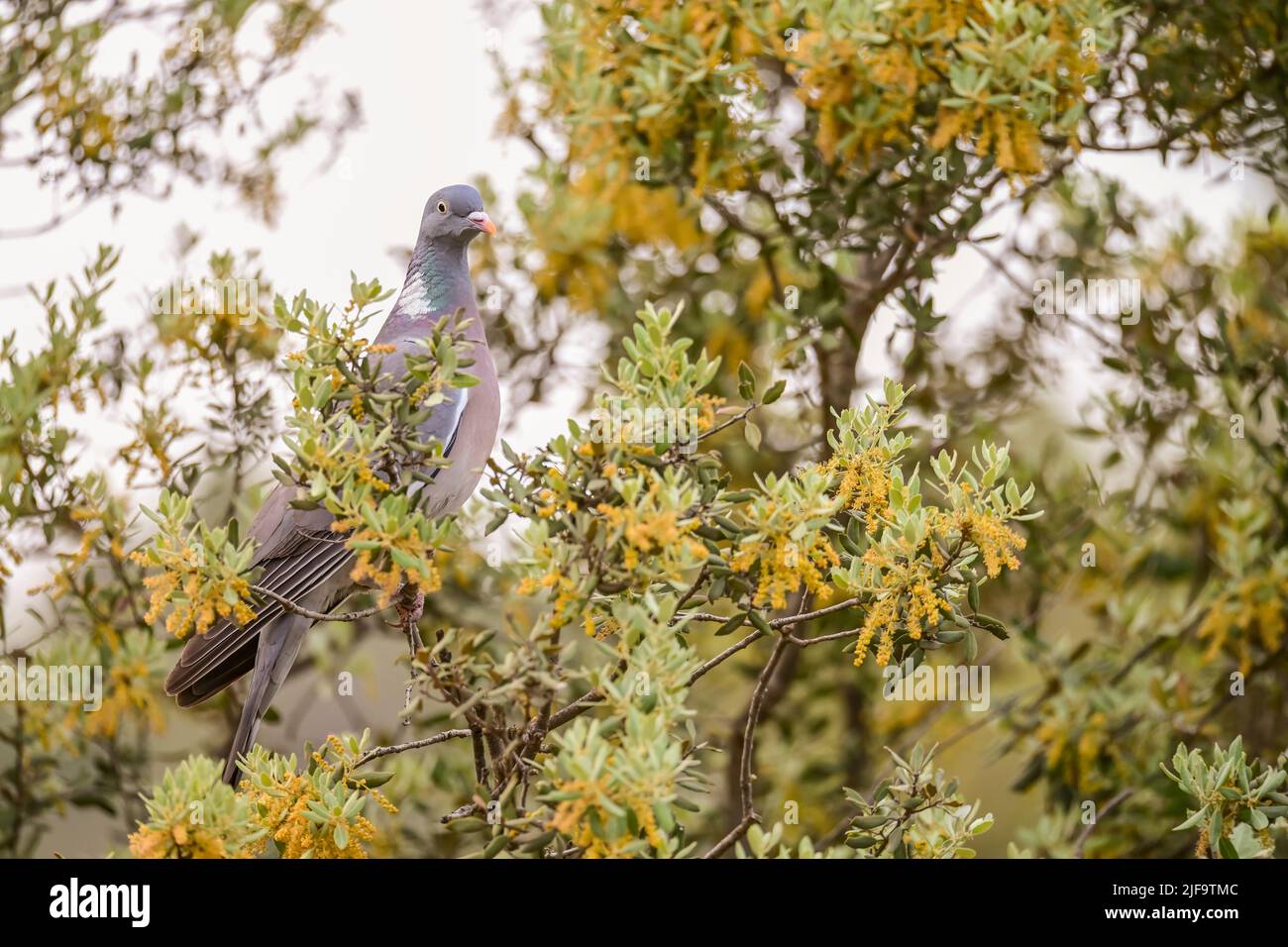 Columba palumbus - The wood pigeon is a species of columbiform bird in ...