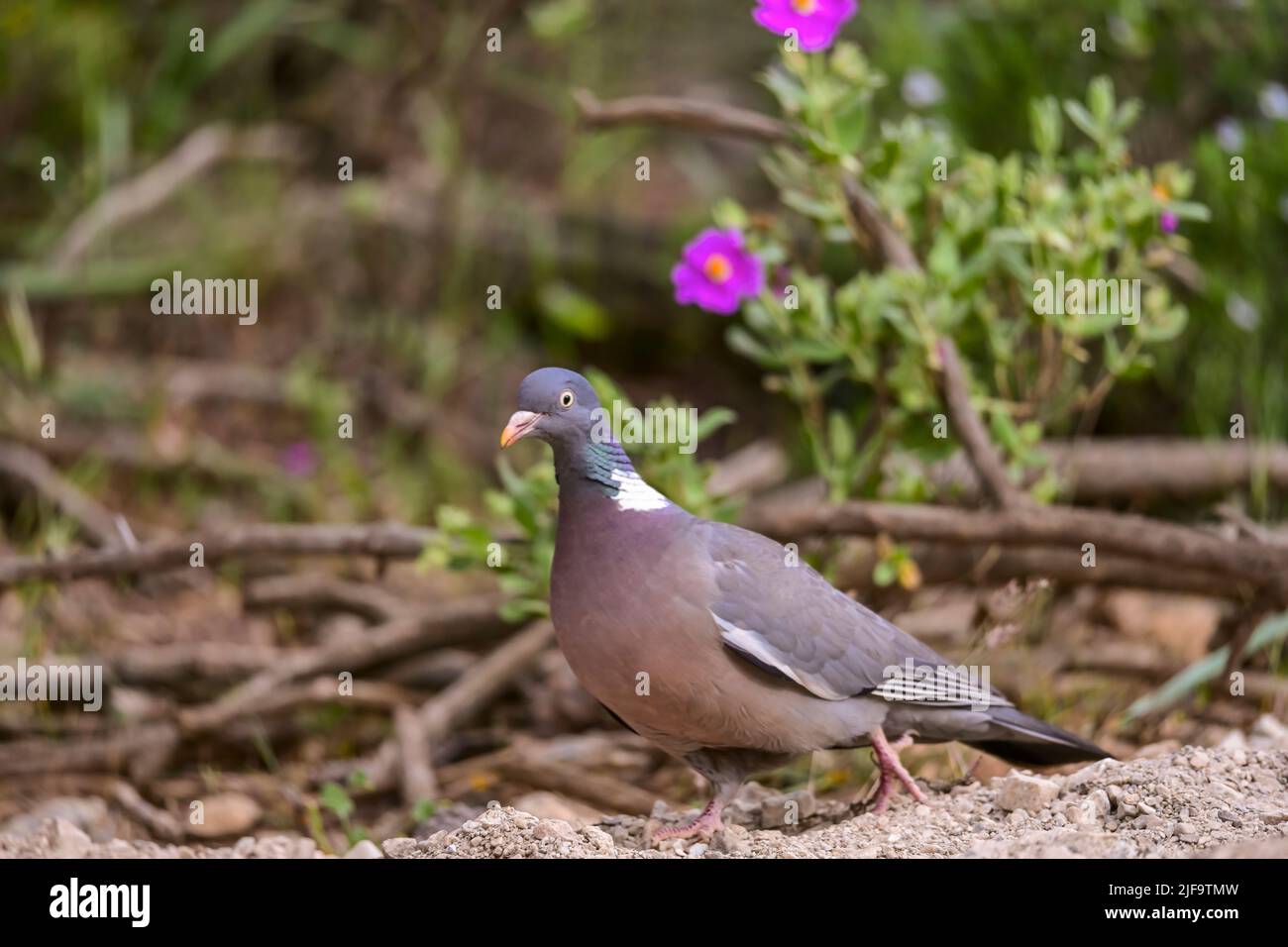 Columba palumbus - The wood pigeon is a species of columbiform bird in ...