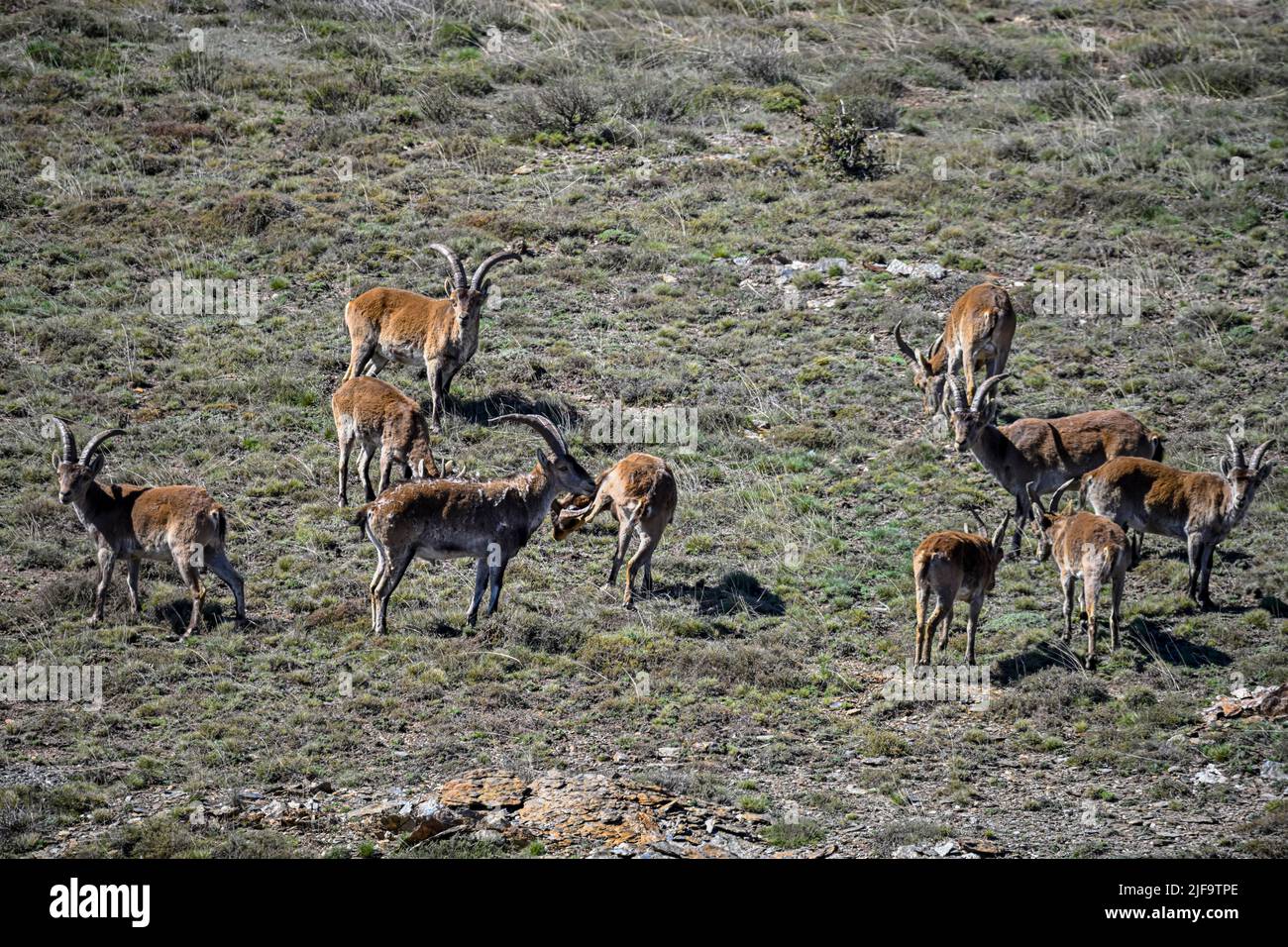 The Iberian ibex or ibex is one of the species of bovids of the genus ...
