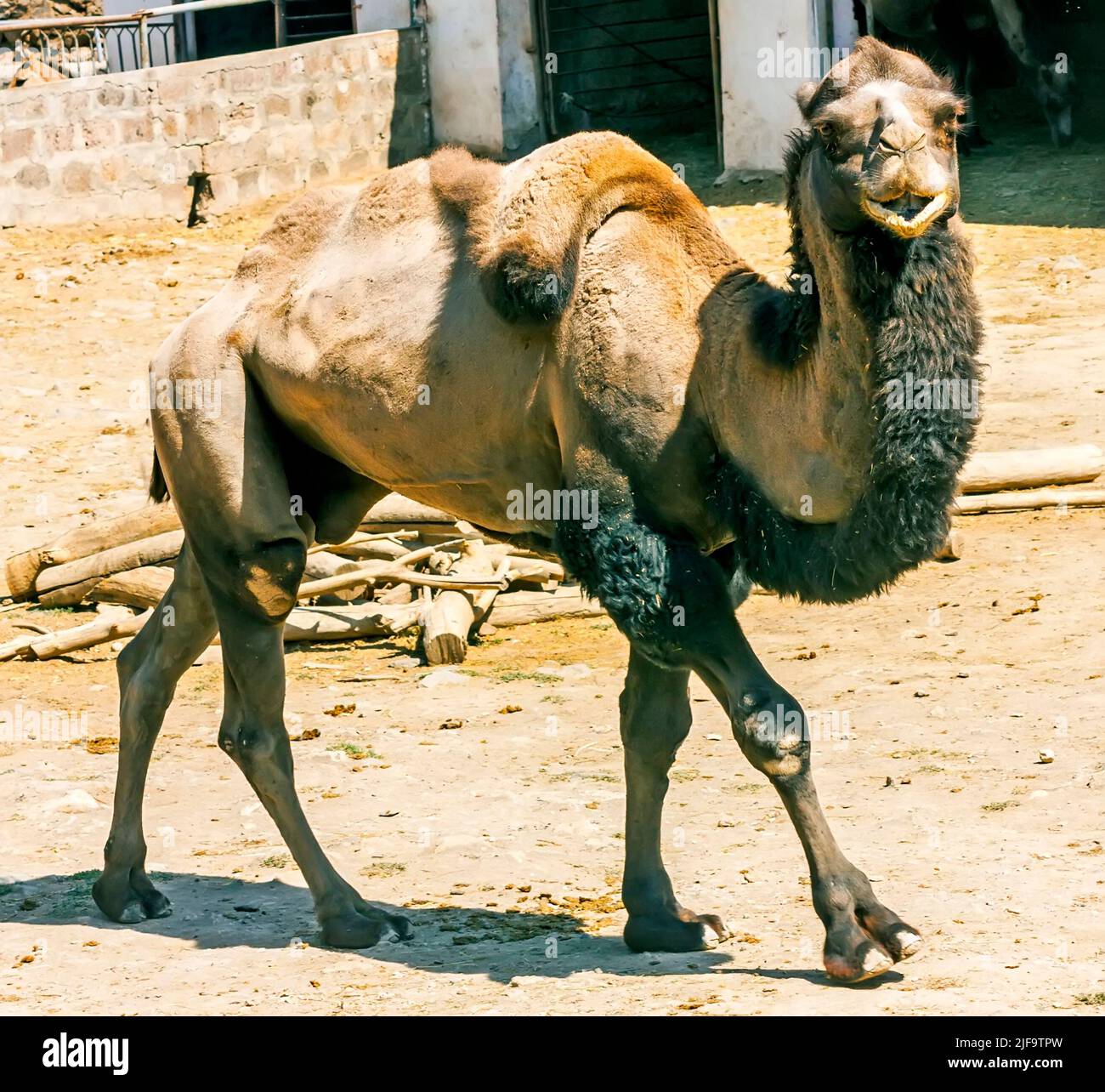 Camel in front of a white background Stock Photo - Alamy