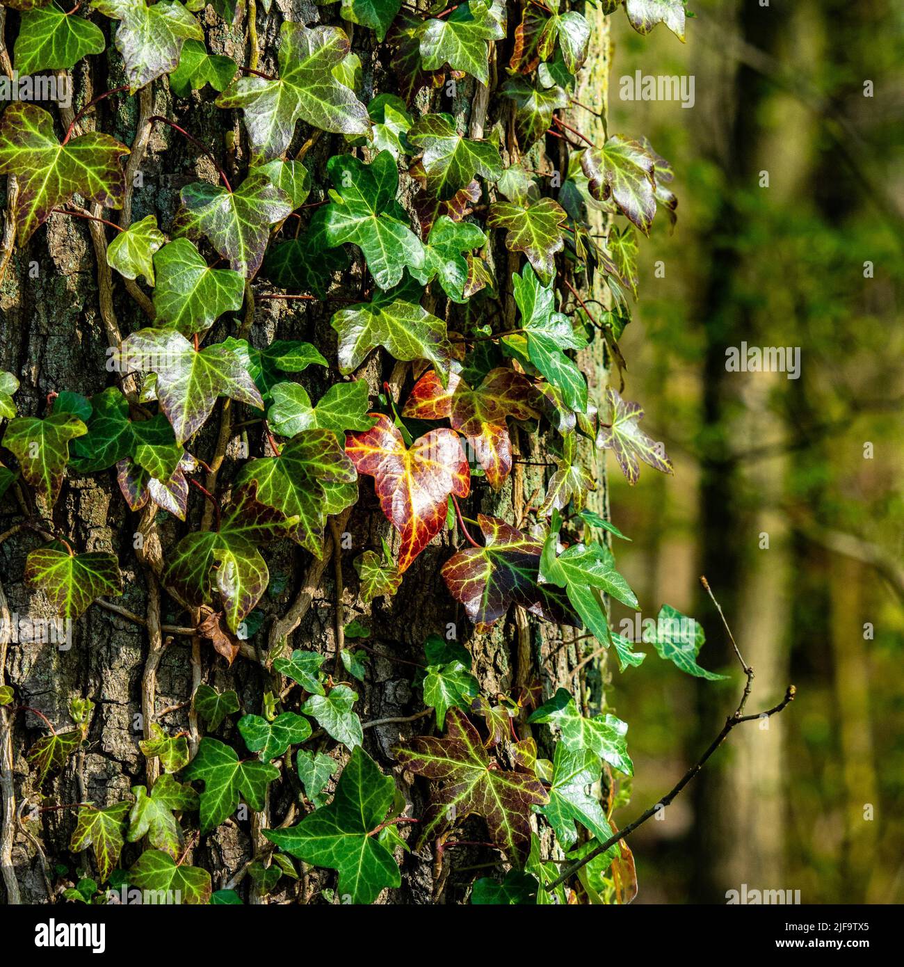 A beautiful green and red ivy climbing up a huge tree trunk with ...