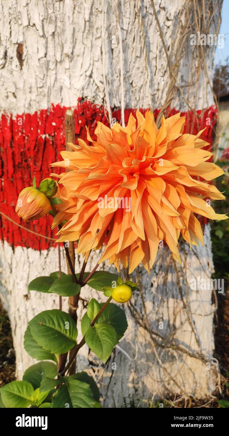 Georgina green hi-res stock photography and images - Alamy