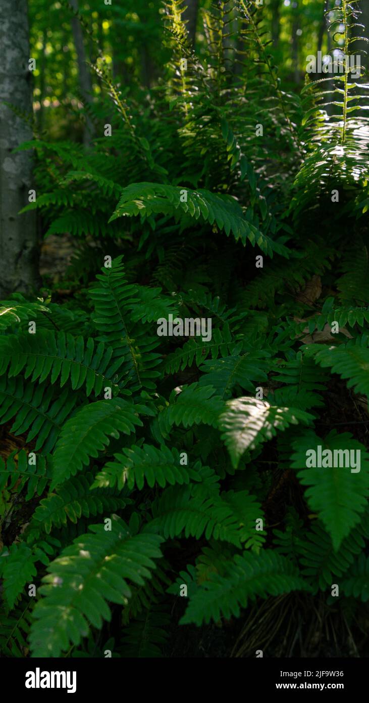 An outdoor ferns in Blue Mountain hiking trails Collingwood Ontario ...