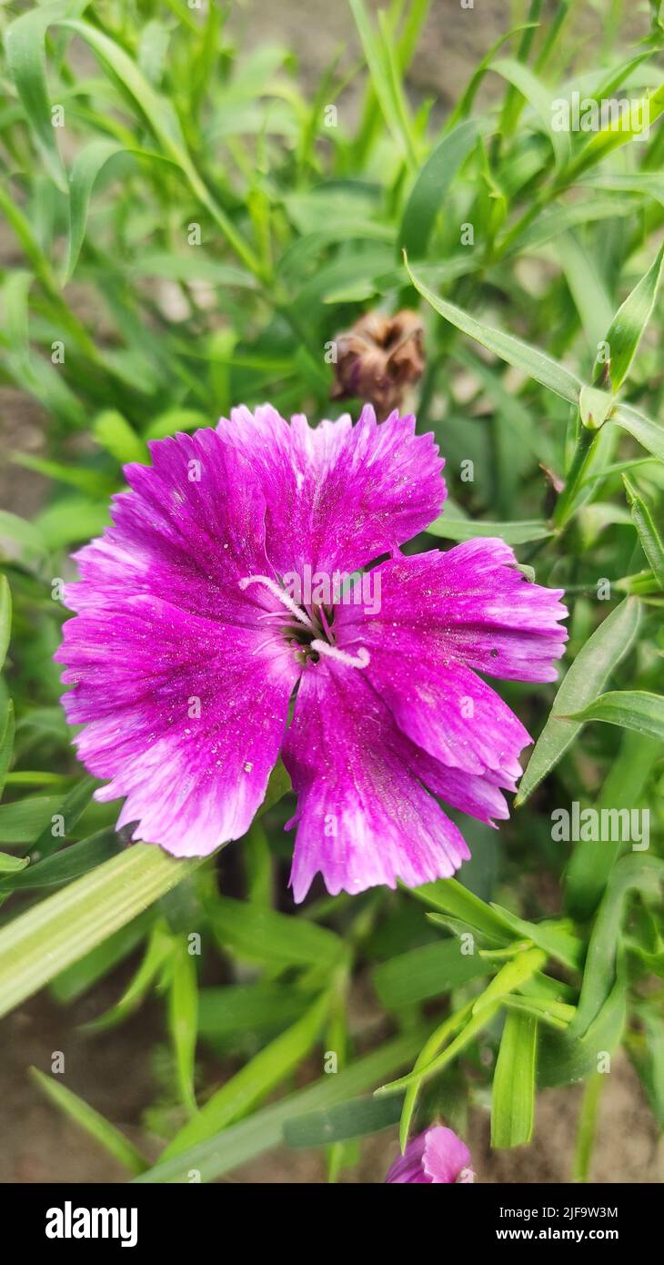 A purple Chinese carnation blooming in the garden Stock Photo - Alamy