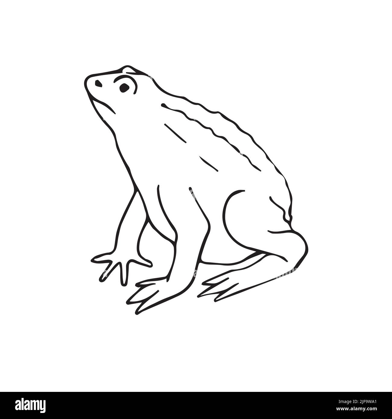 Vector hand drawn doodle sketch frog isolated on white background Stock ...