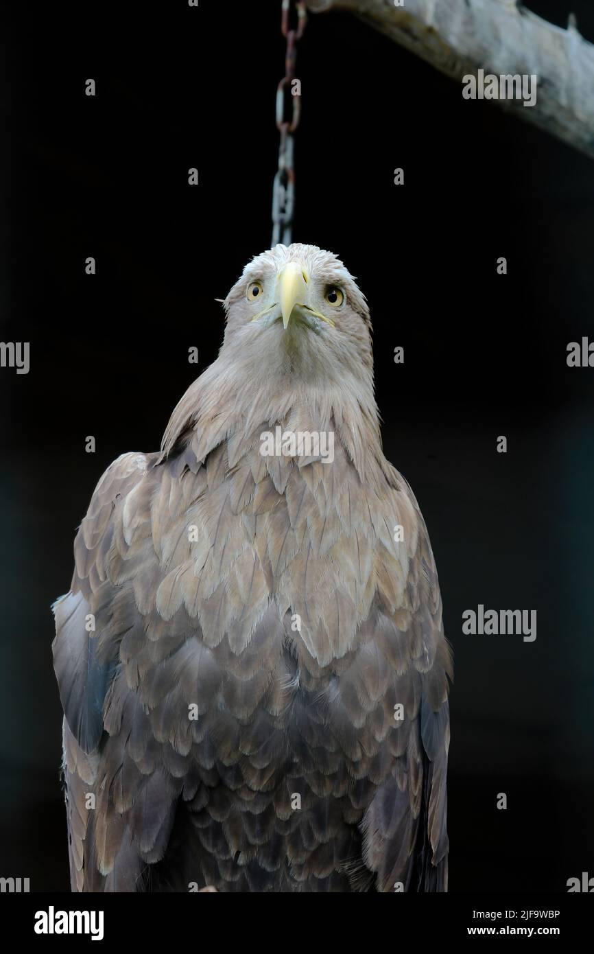 Falcon in cage hi-res stock photography and images - Alamy