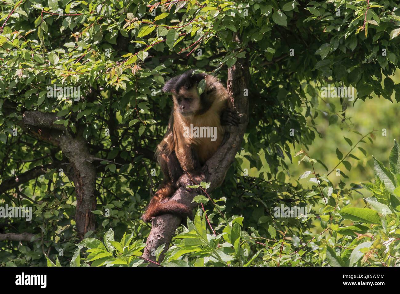 A monkey in nature. Robust capuchin monkeys are capuchin monkeys in the ...
