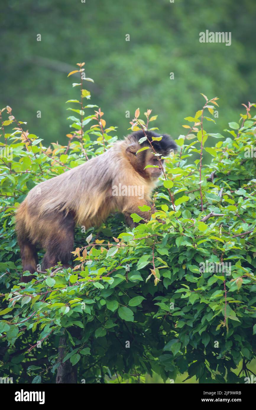A monkey in nature. Robust capuchin monkeys are capuchin monkeys in the ...