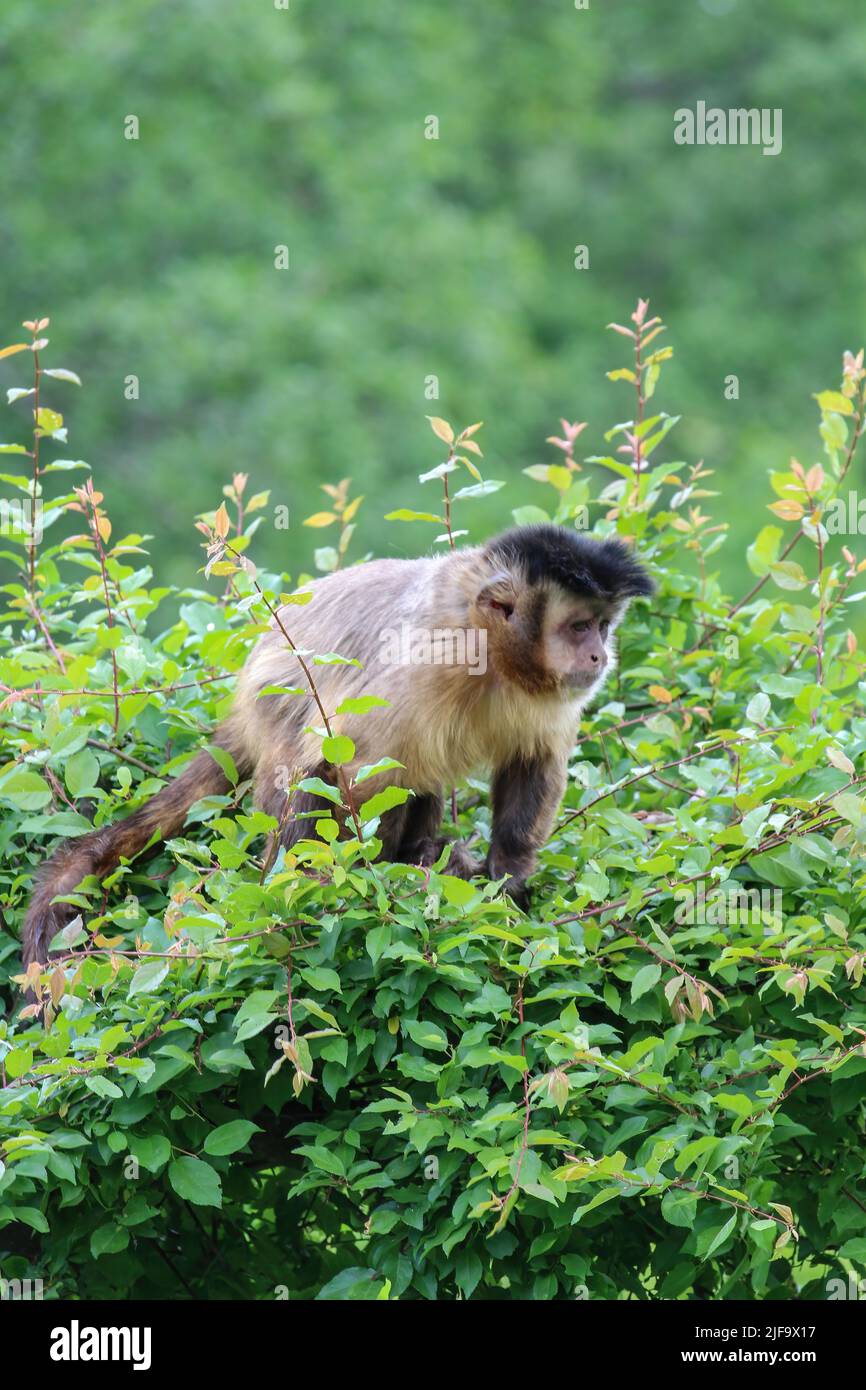 A monkey in nature. Robust capuchin monkeys are capuchin monkeys in the ...