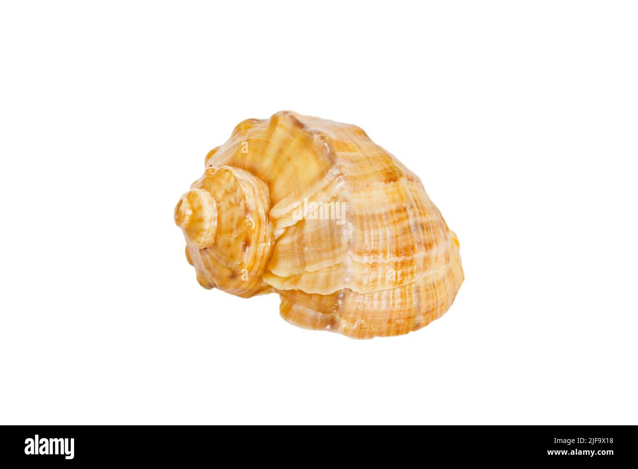 Sea shell isolated on white background. Close up seashell top view ...