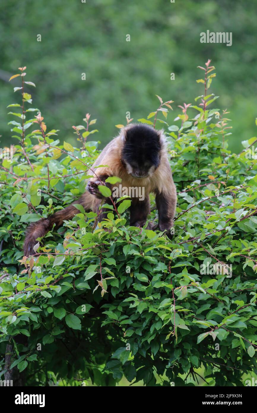 A monkey in nature. Robust capuchin monkeys are capuchin monkeys in the ...