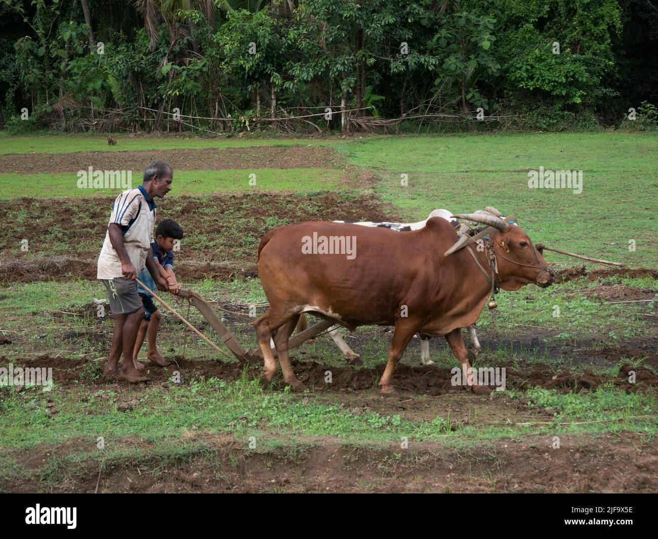 Antiquated method of ploughing with the help of cattle at Village Kudal ...
