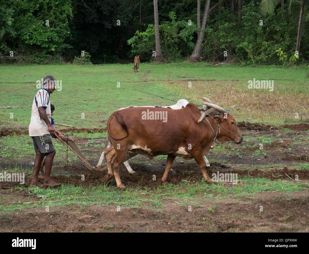 Antiquated method of ploughing with the help of cattle at Village Kudal ...
