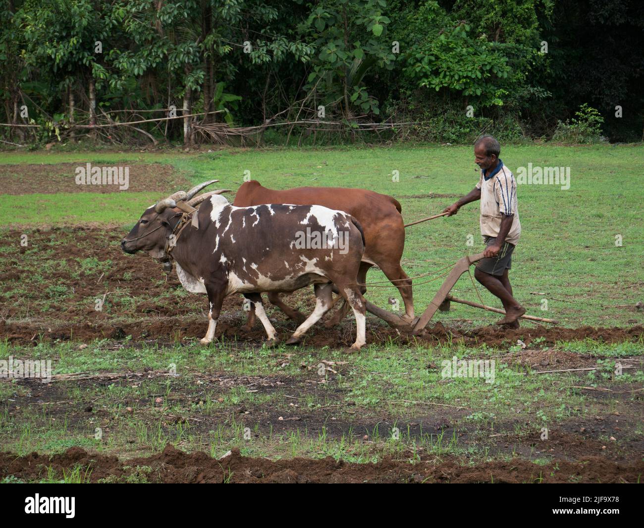 Antiquated method of ploughing with the help of cattle at Village Kudal ...