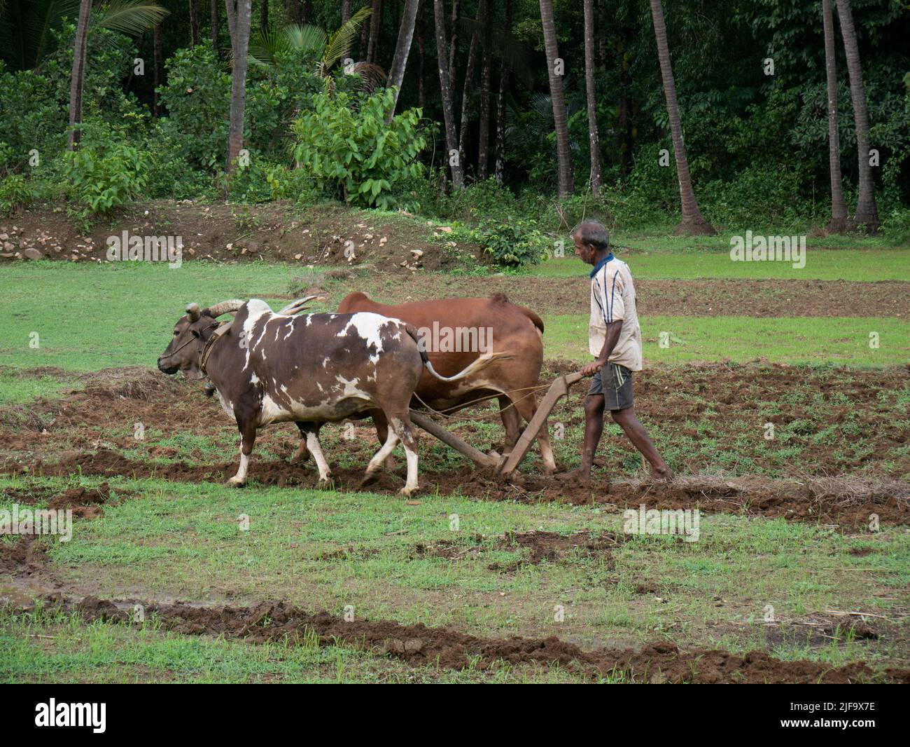 Antiquated method of ploughing with the help of cattle at Village Kudal ...