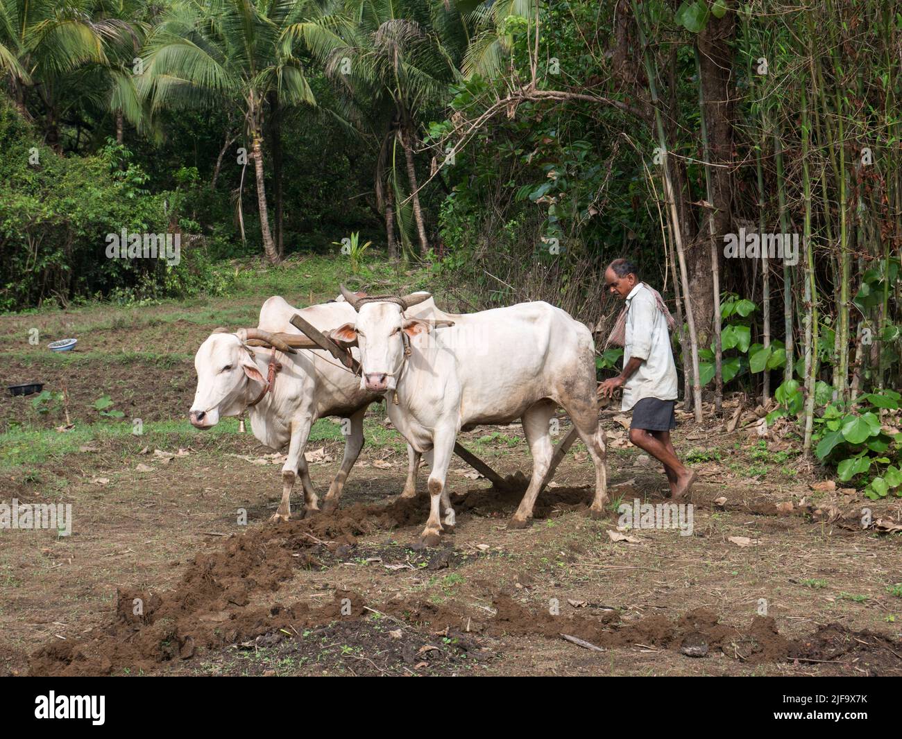Antiquated method of ploughing with the help of cattle at Village Kudal ...