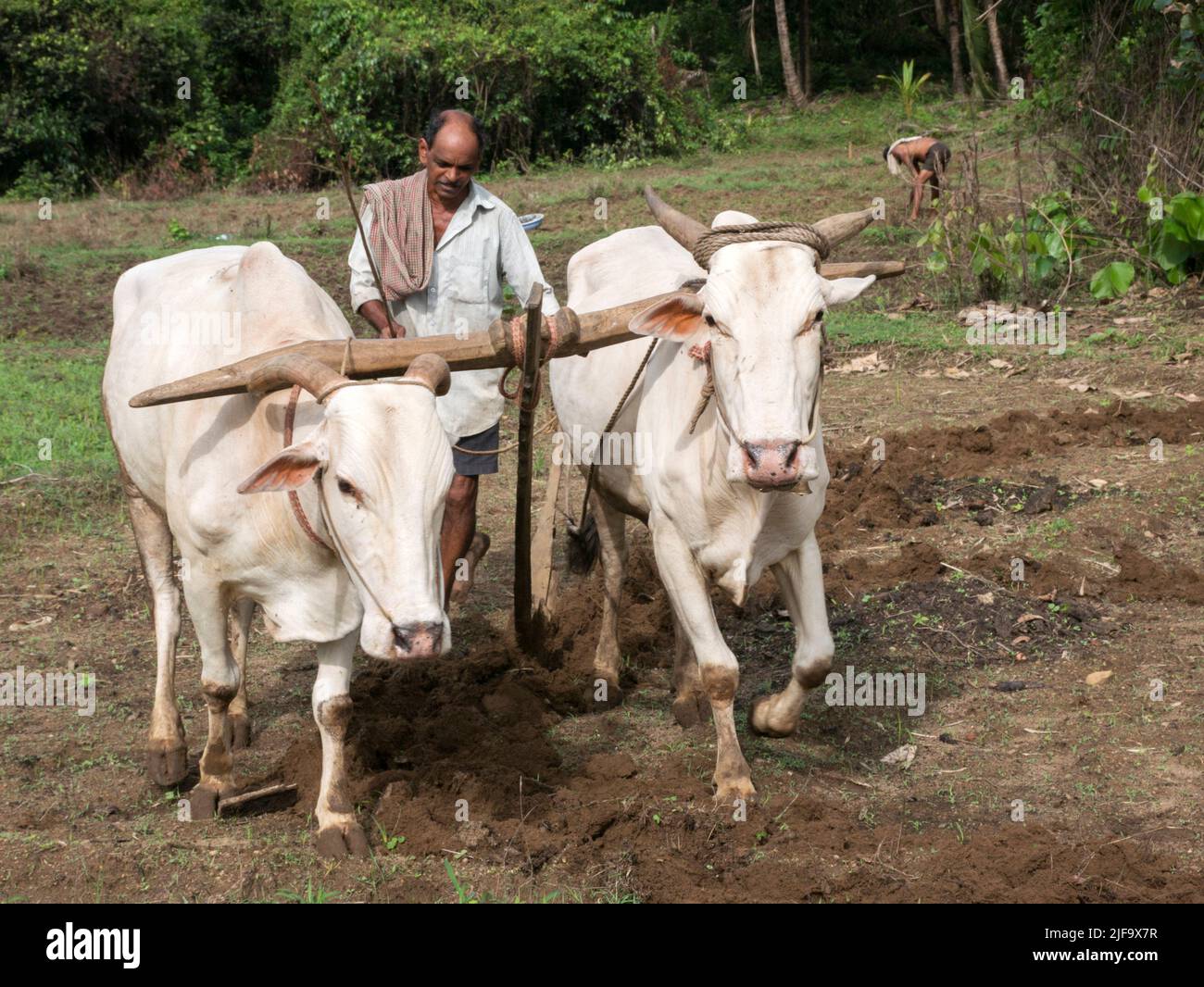 Antiquated method of ploughing with the help of cattle at Village Kudal ...