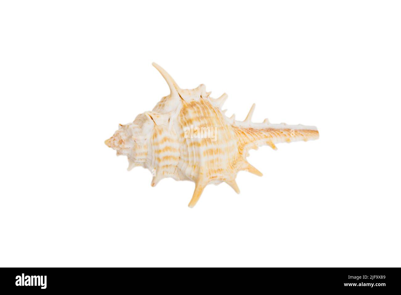 Sea shell isolated on white background. Close up seashell top view ...