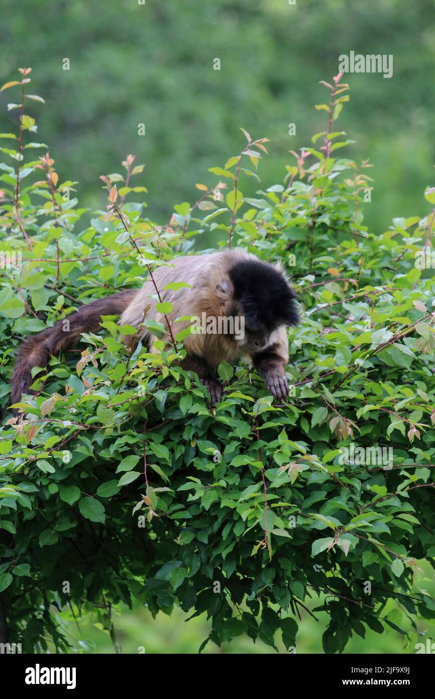 A monkey in nature. Robust capuchin monkeys are capuchin monkeys in the ...