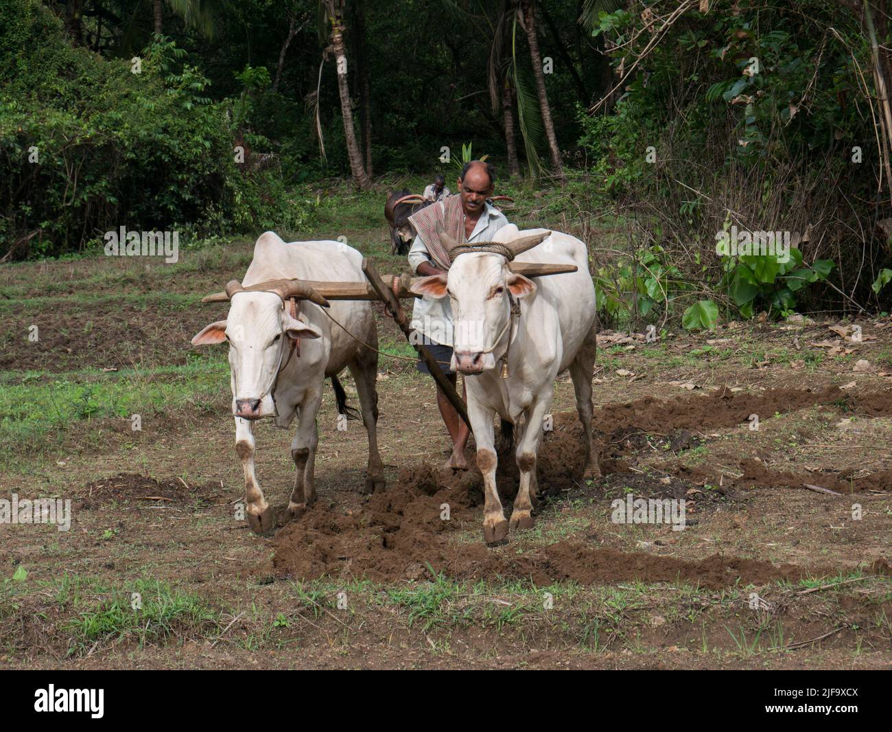 Antiquated method of ploughing with the help of cattle at Village Kudal ...