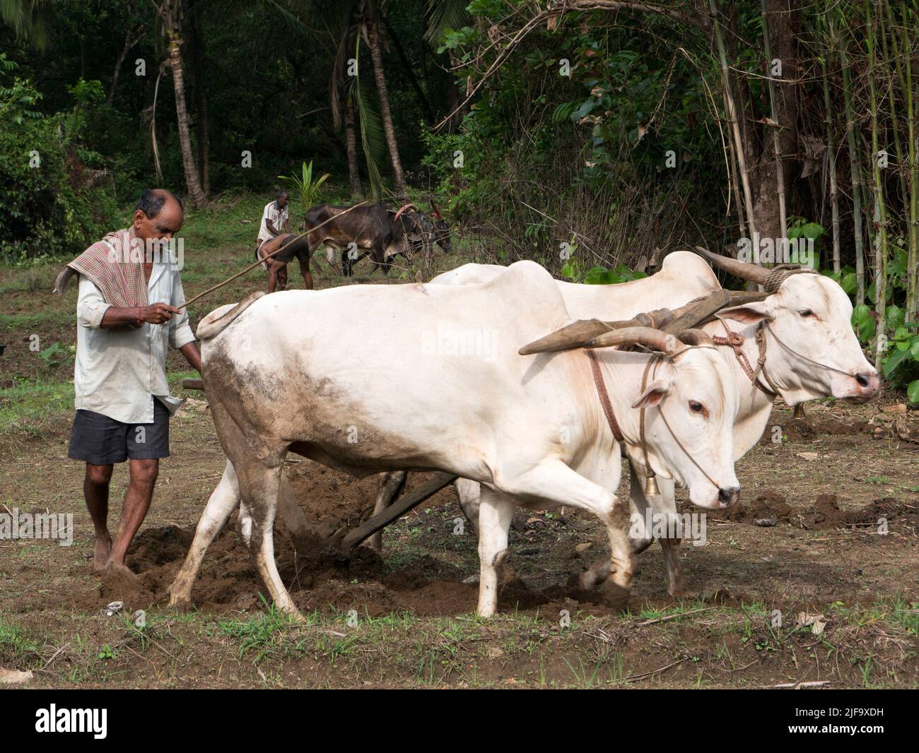 Antiquated method of ploughing with the help of cattle at Village Kudal ...