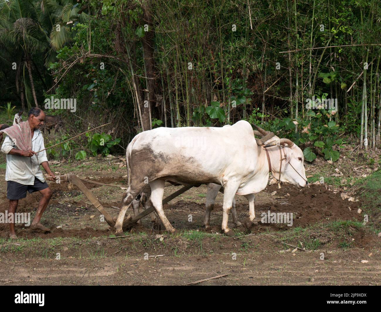 Antiquated method of ploughing with the help of cattle at Village Kudal ...