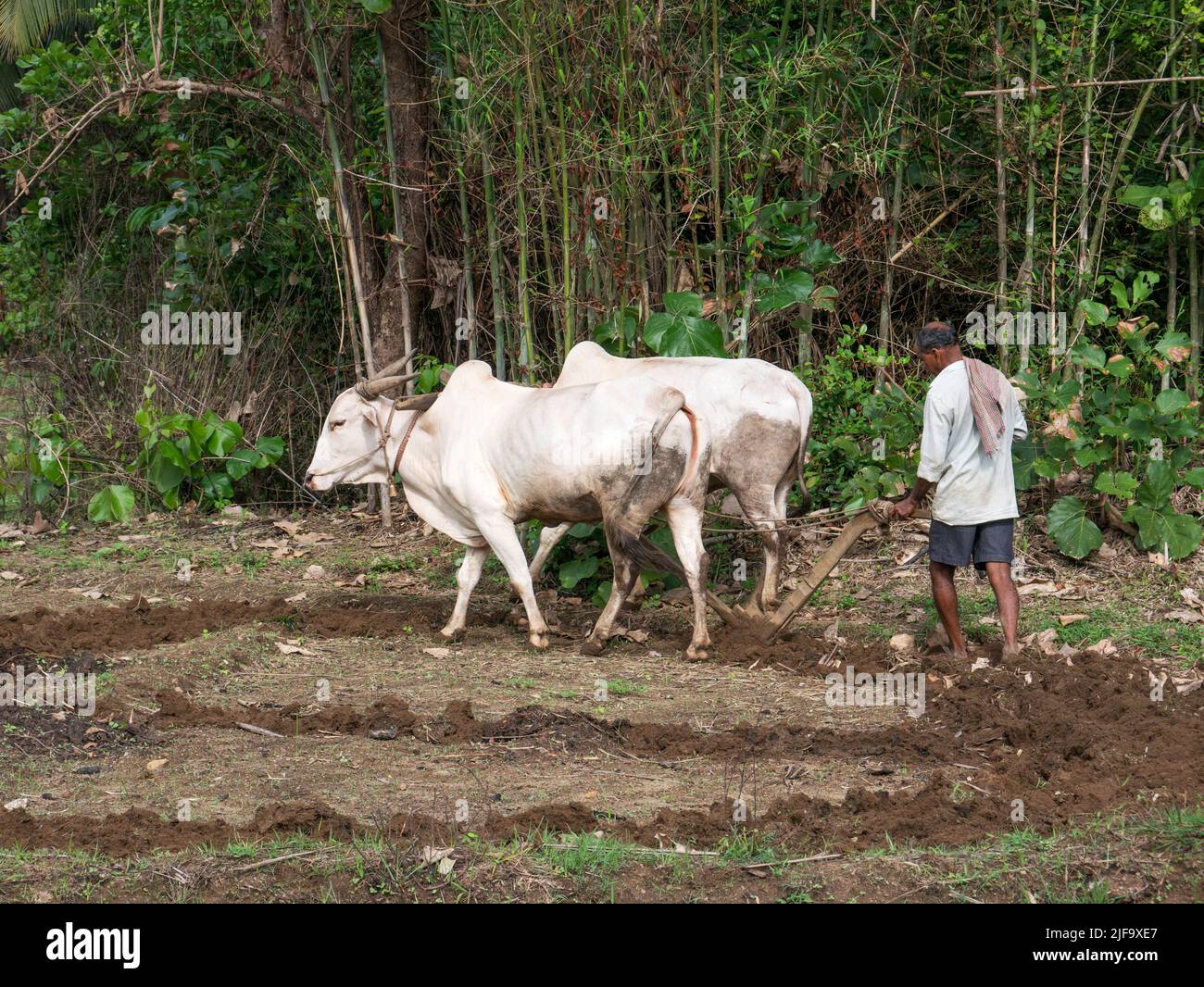 Antiquated method of ploughing with the help of cattle at Village Kudal ...