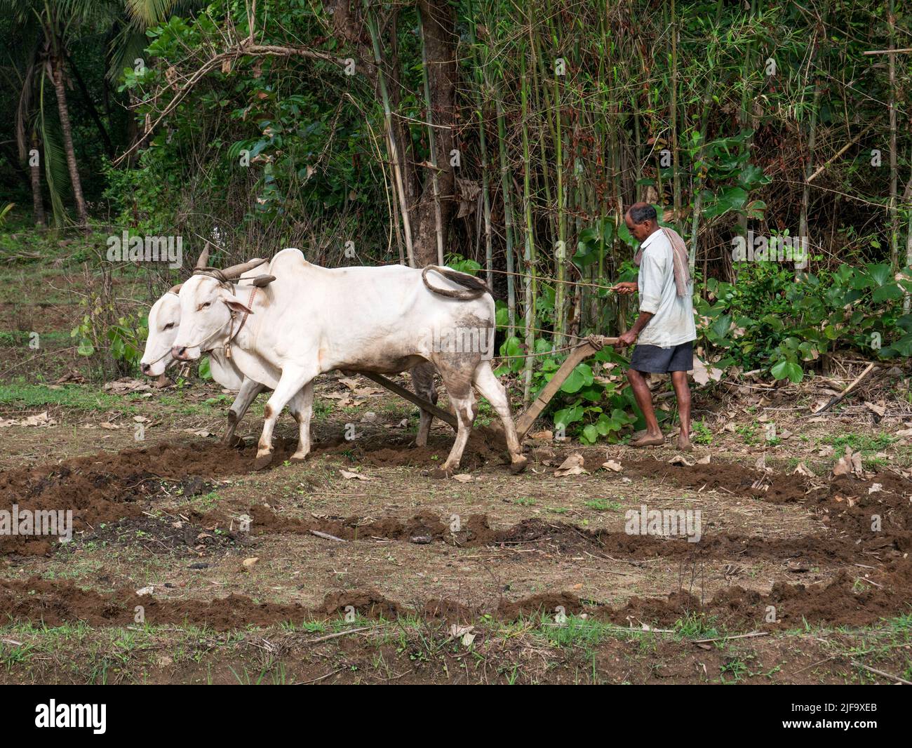Antiquated method of ploughing with the help of cattle at Village Kudal ...