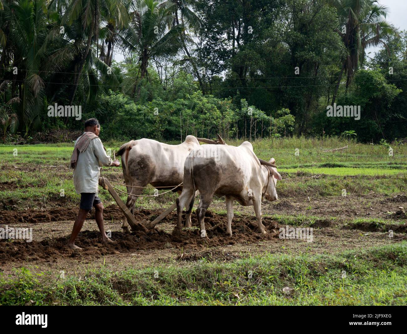 Antiquated method of ploughing with the help of cattle at Village Kudal ...