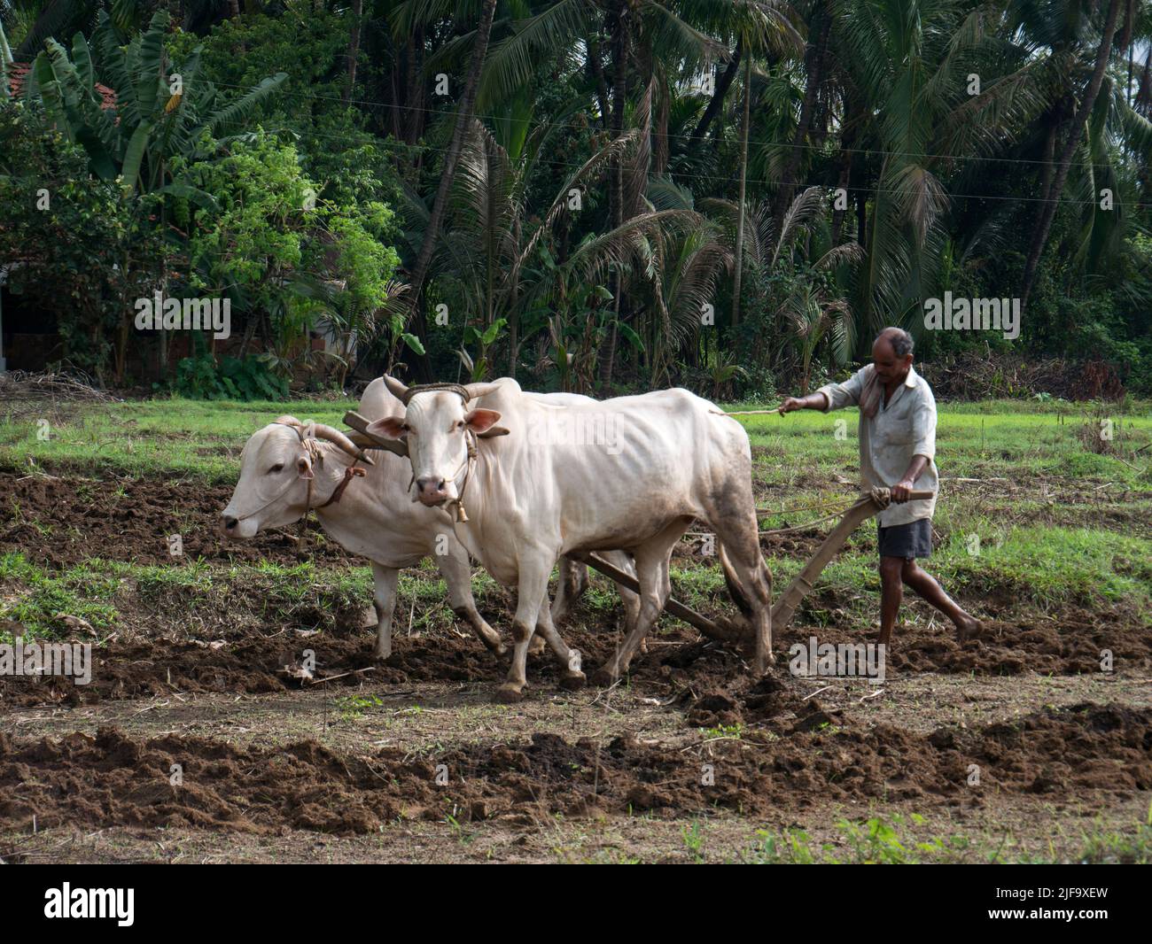 Antiquated method of ploughing with the help of cattle at Village Kudal ...