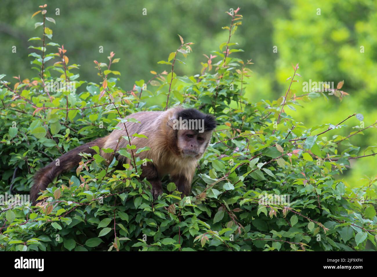 A monkey in nature. Robust capuchin monkeys are capuchin monkeys in the ...