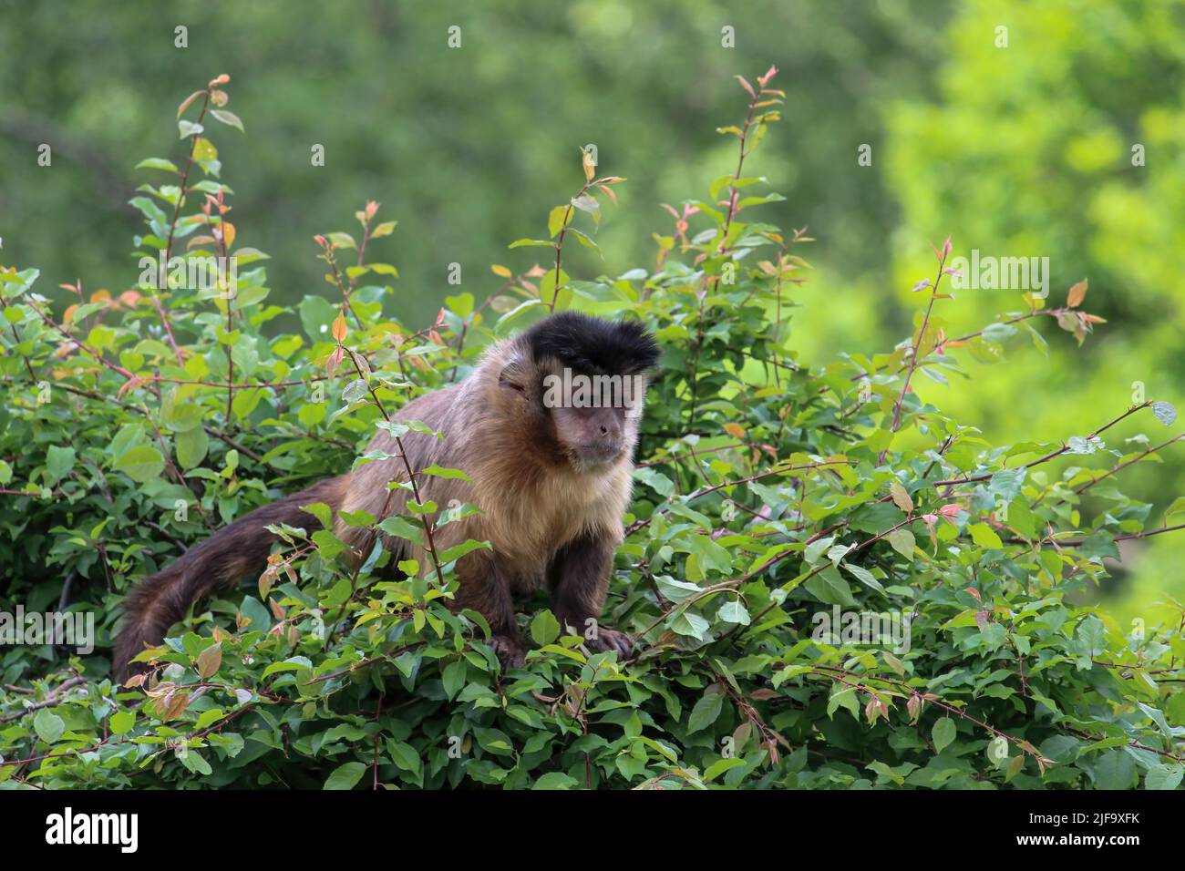 A monkey in nature. Robust capuchin monkeys are capuchin monkeys in the ...