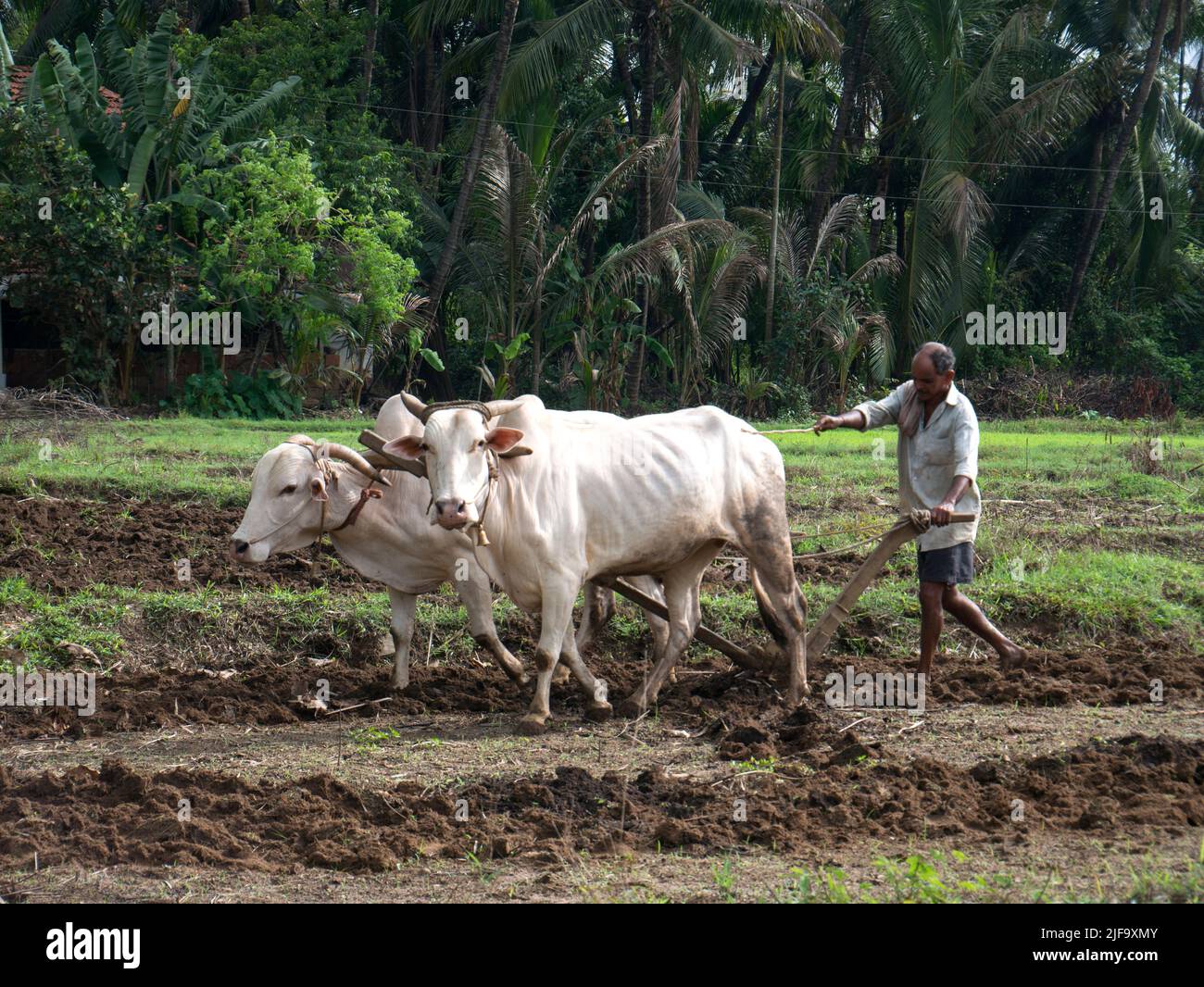 Antiquated method of ploughing with the help of cattle at Village Kudal ...