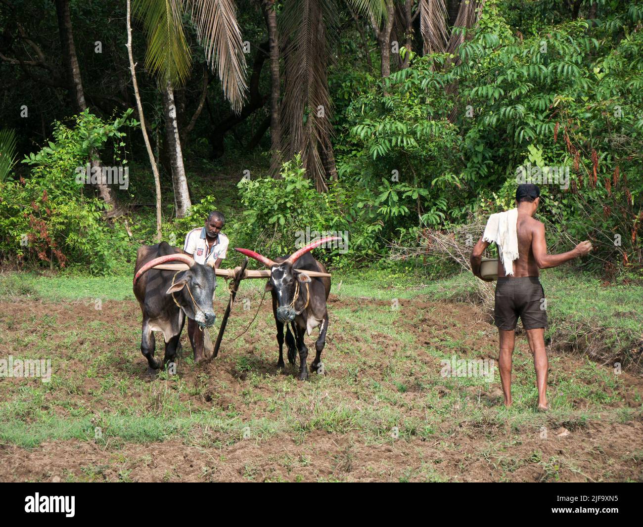 Antiquated method of ploughing with the help of cattle at Village Kudal ...