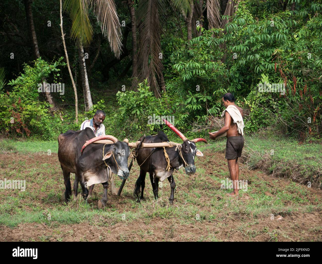 Antiquated method of ploughing with the help of cattle at Village Kudal ...