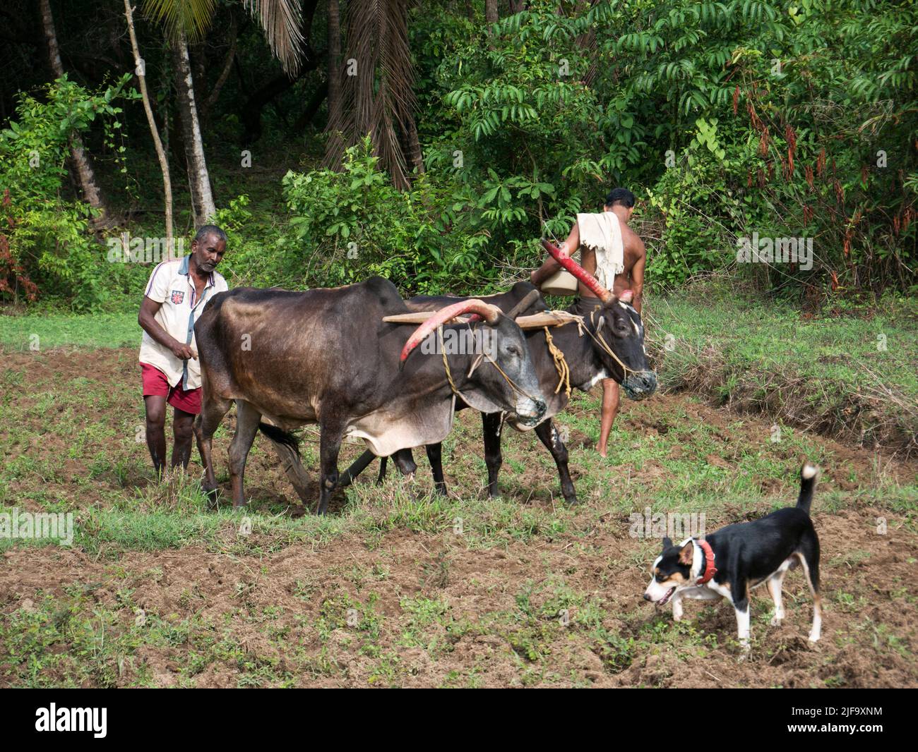 Antiquated method of ploughing with the help of cattle at Village Kudal ...