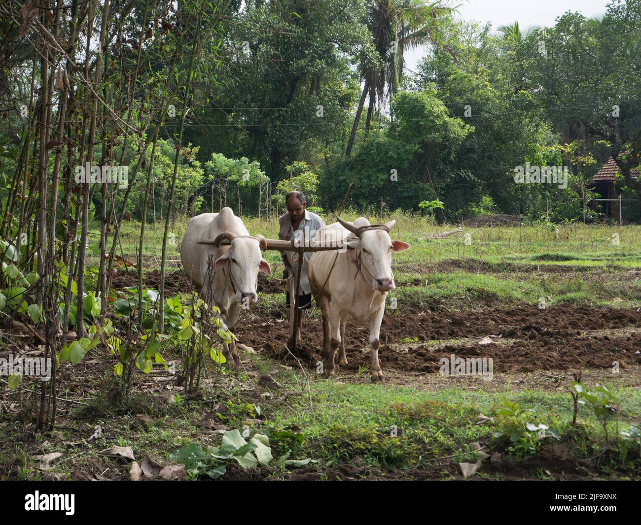 Antiquated method of ploughing with the help of cattle at Village Kudal ...